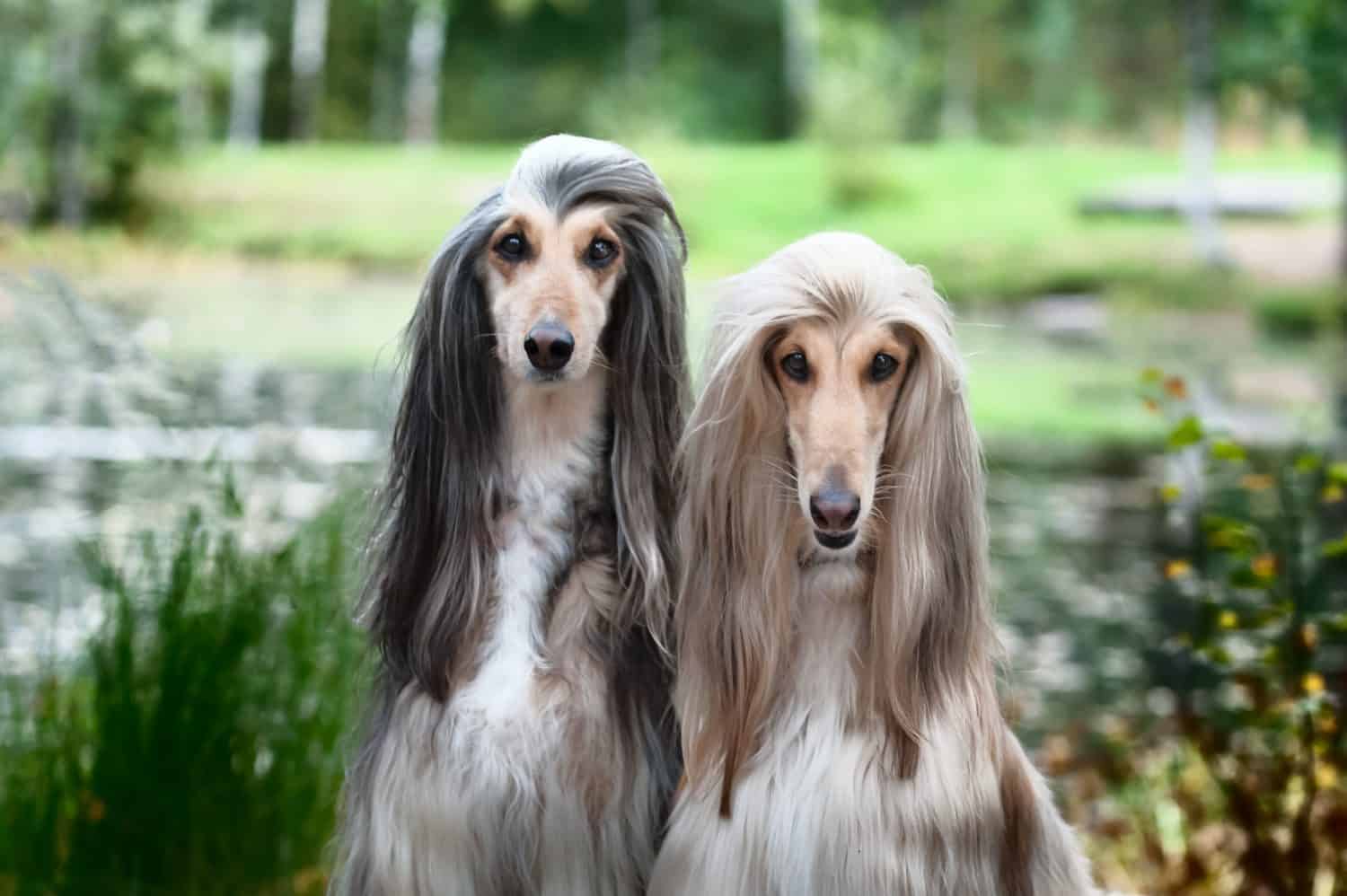 10 big dogs that keep shedding to a minimum