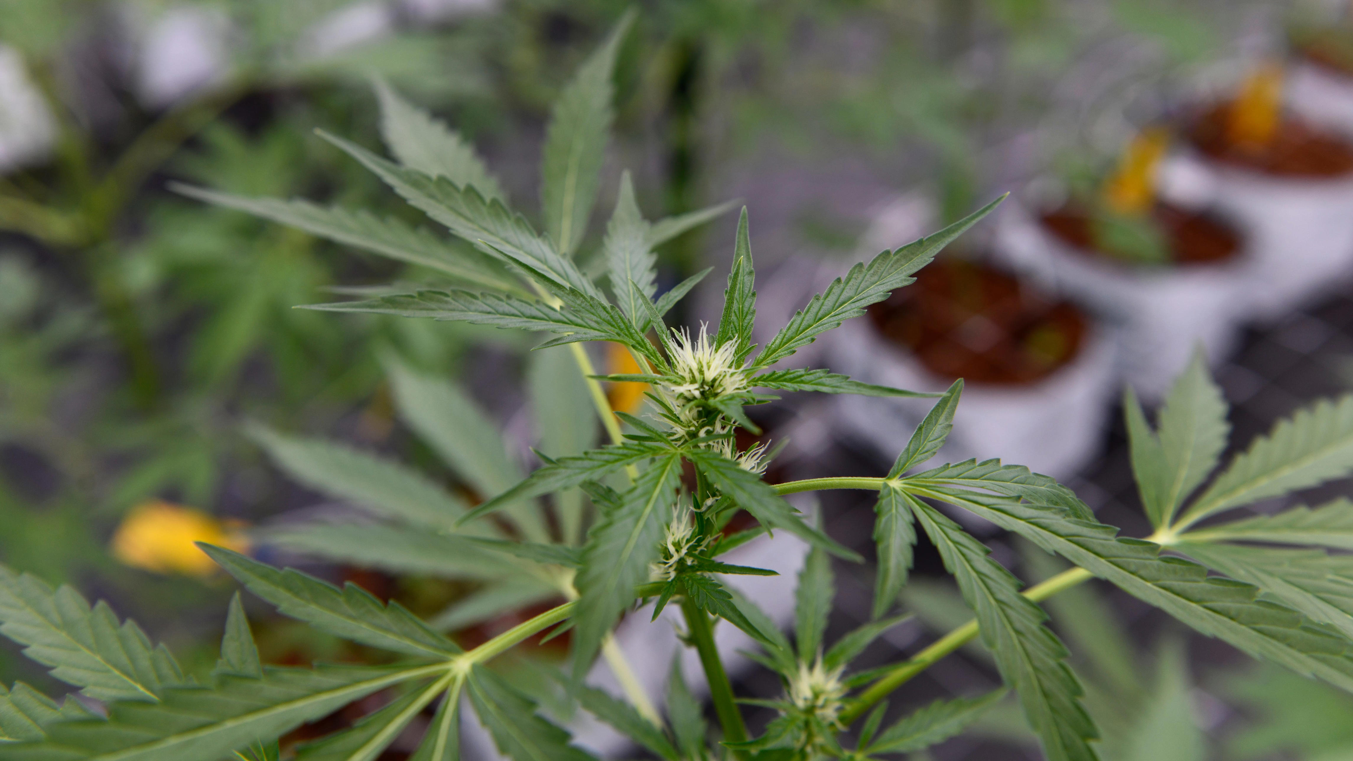 Reschedule marijuana? Deschedule? Takeaways on Trump's cannabis news