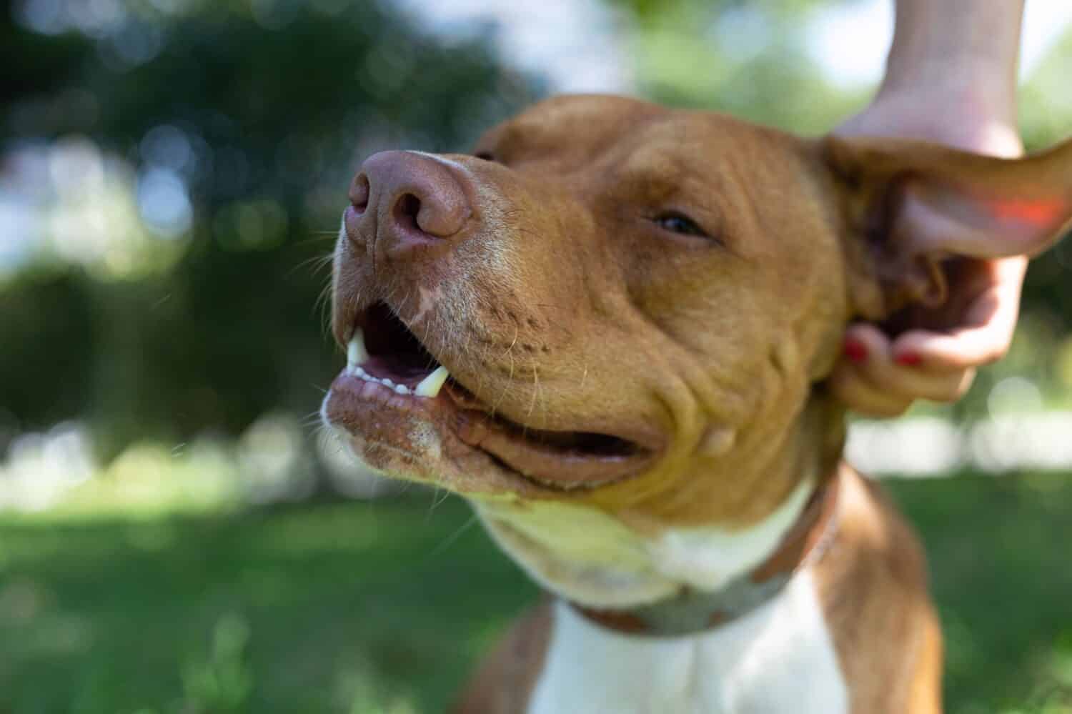 14 Very Different Pit Bull Mix Breeds