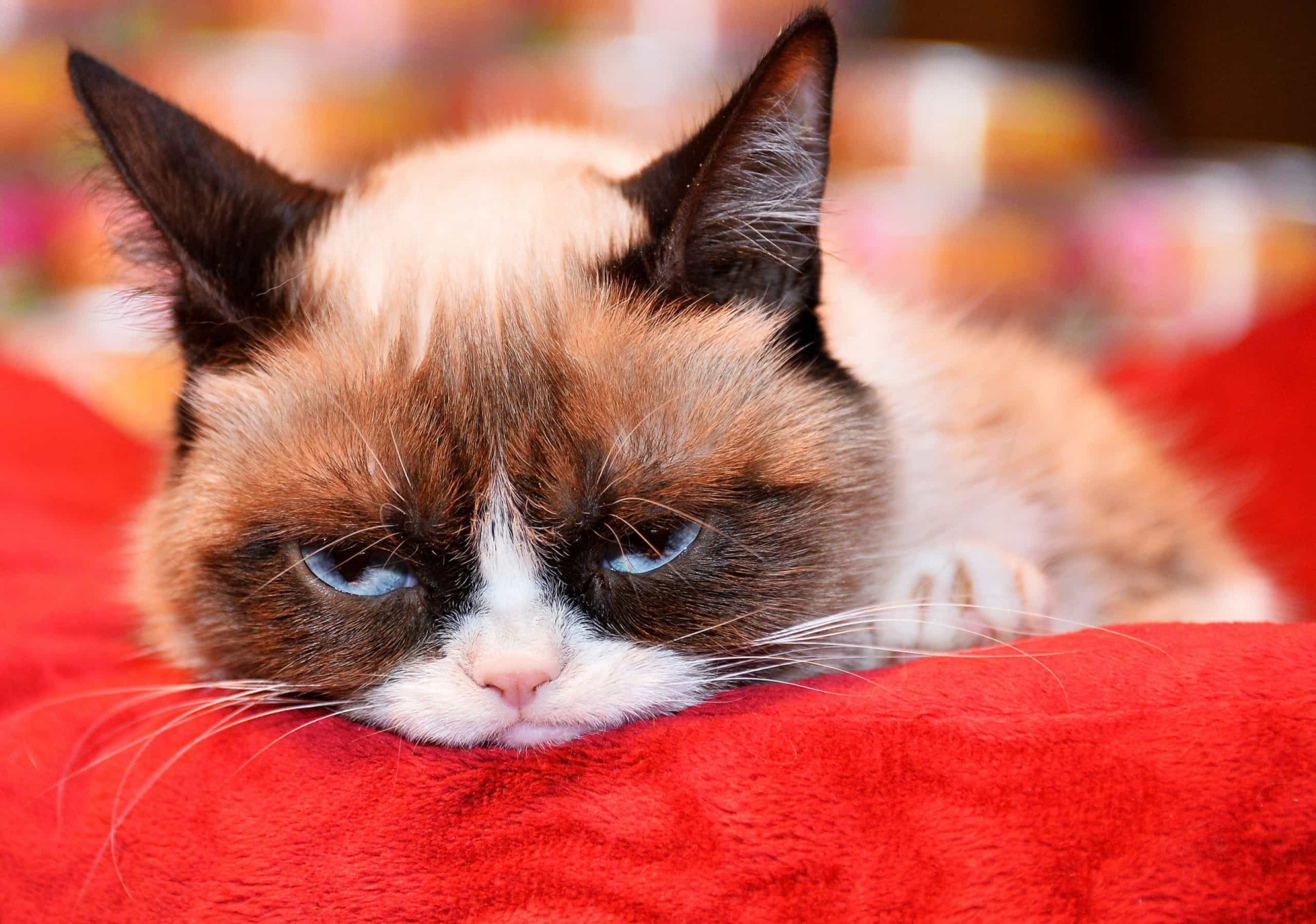 Ces animaux grincheux ont du style