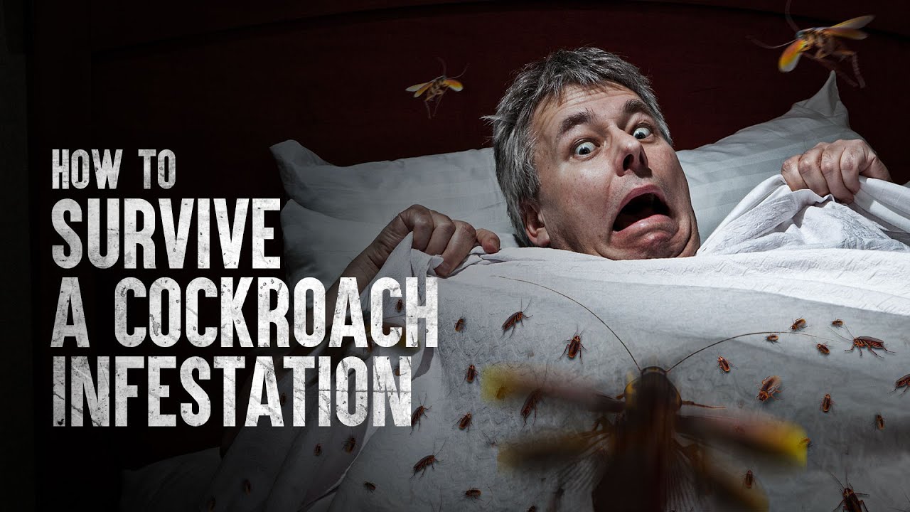 Surviving a cockroach infestation