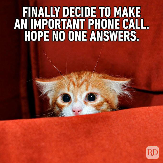 71 Hilarious Cat Memes You Will Laugh at Every Time