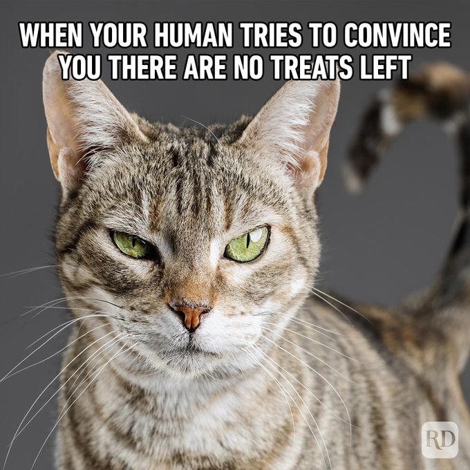 71 hilarious cat memes you will laugh at every time