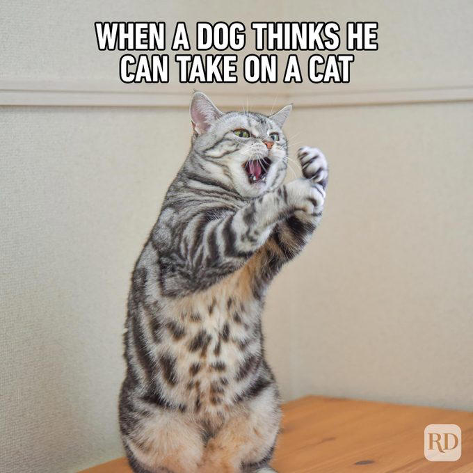 71 hilarious cat memes you will laugh at every time