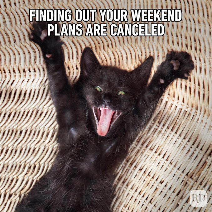 71 Hilarious Cat Memes You Will Laugh At Every Time