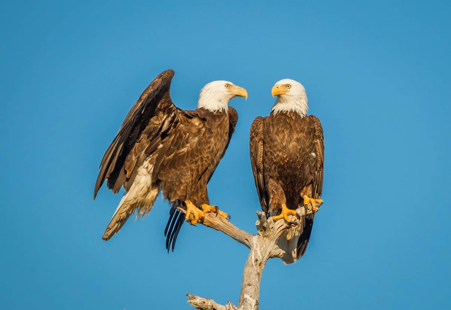 Bald Eagles Fall Prey to These Fearsome Animals