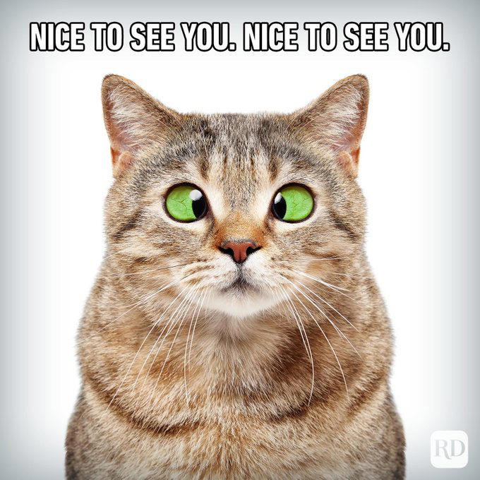 71 hilarious cat memes you will laugh at every time