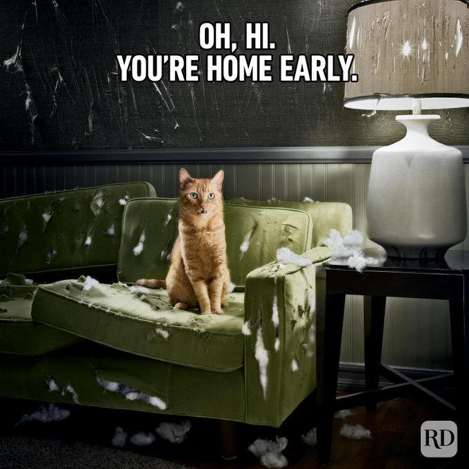 71 Hilarious Cat Memes You Will Laugh at Every Time