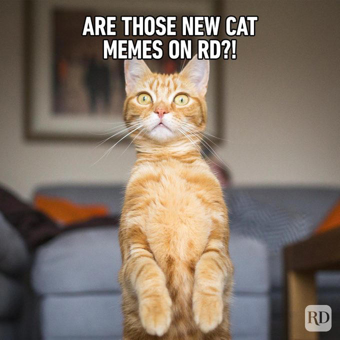 71 hilarious cat memes you will laugh at every time
