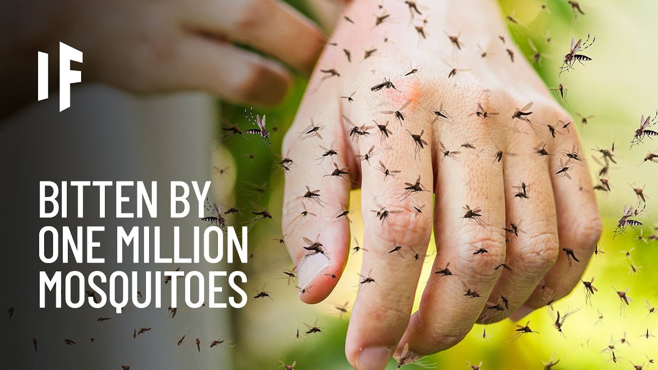 One Million Mosquito Bites: Could You Survive?