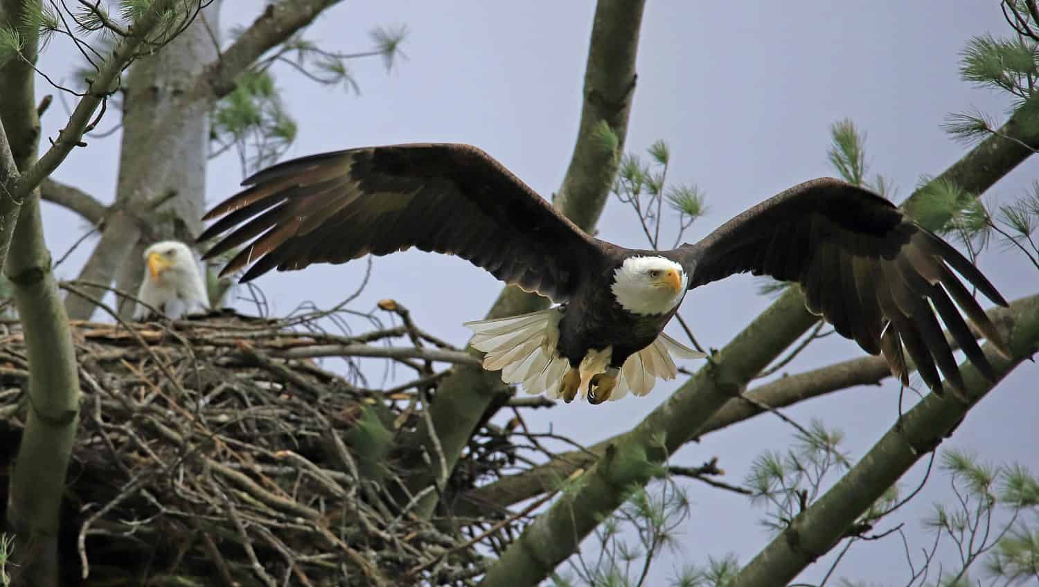 These Brave Animals Hunt and Eat Snakes