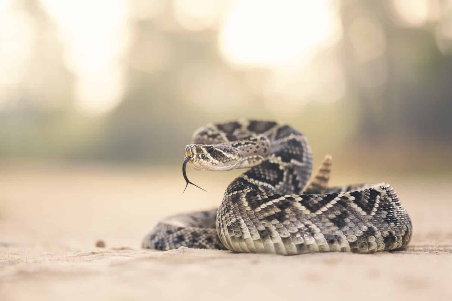 The Giant 34-Pound Venomous Snake Found in the US