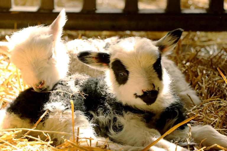 Farm babies at the Minnesota Zoo – April 25 through May 17