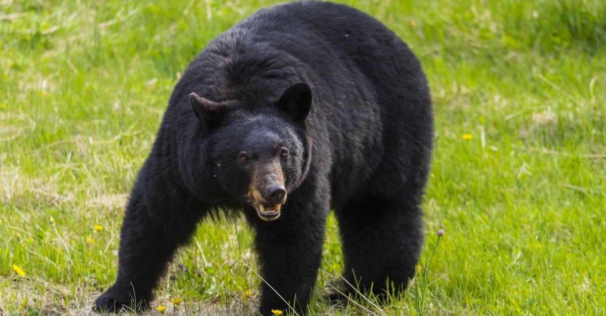 The Most Black Bear-Infested States in America