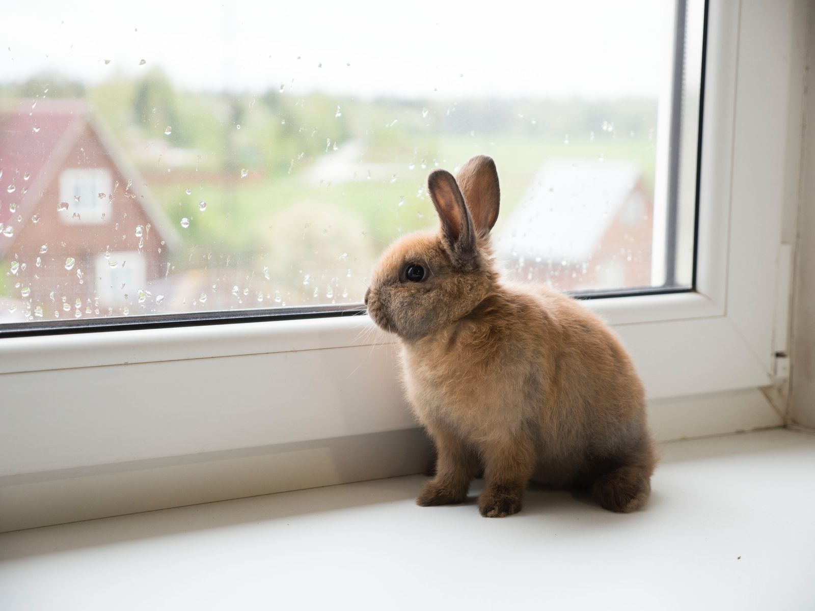 20 benefits of owning a pet bunny