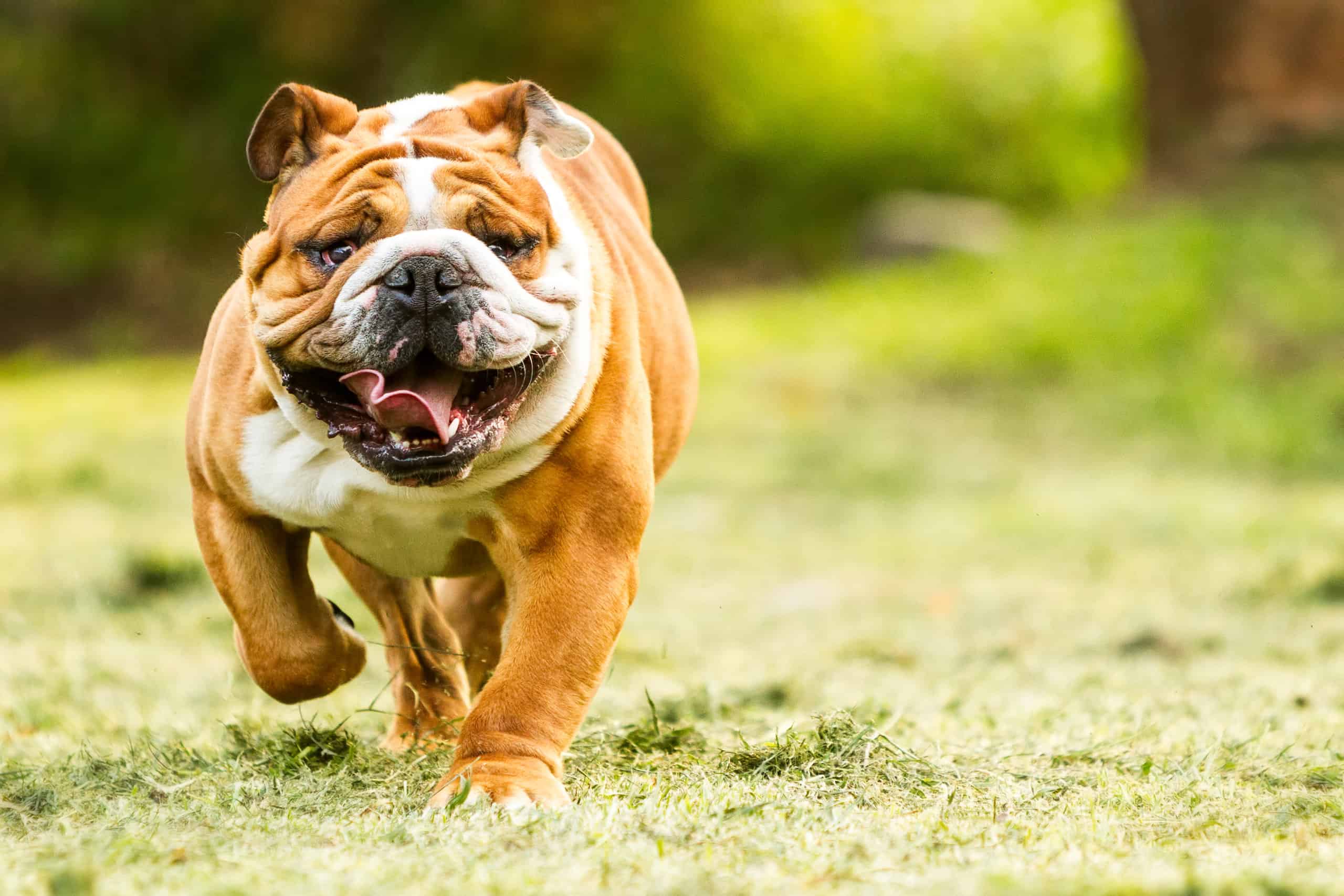 15 Best Types Of Bully Dog Breeds