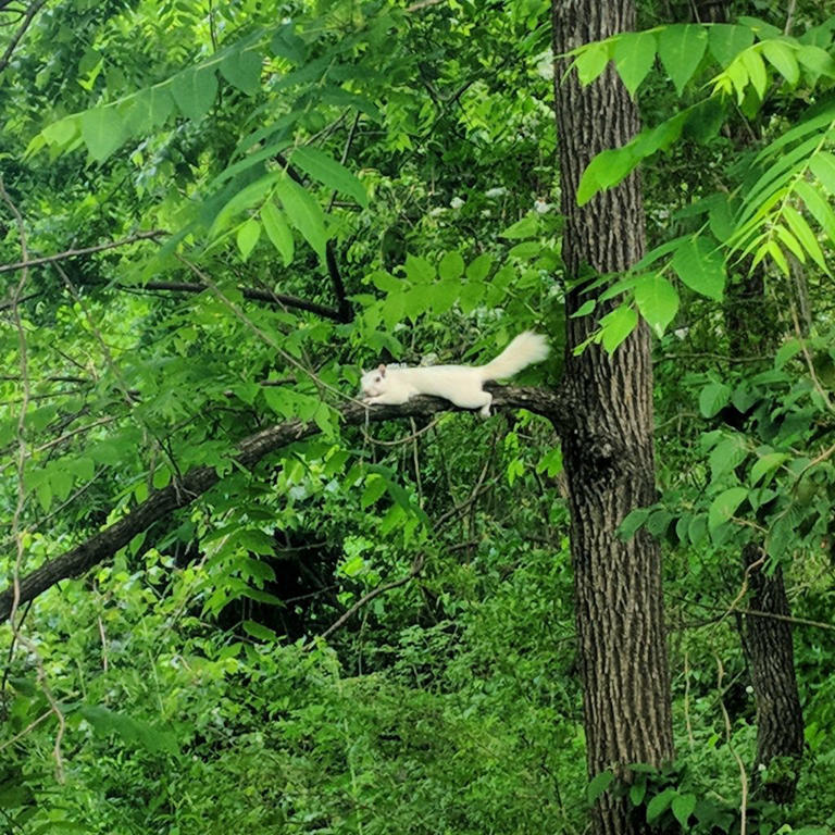 Your Guide to Brevard's Amazing 2025 White Squirrel Weekend!