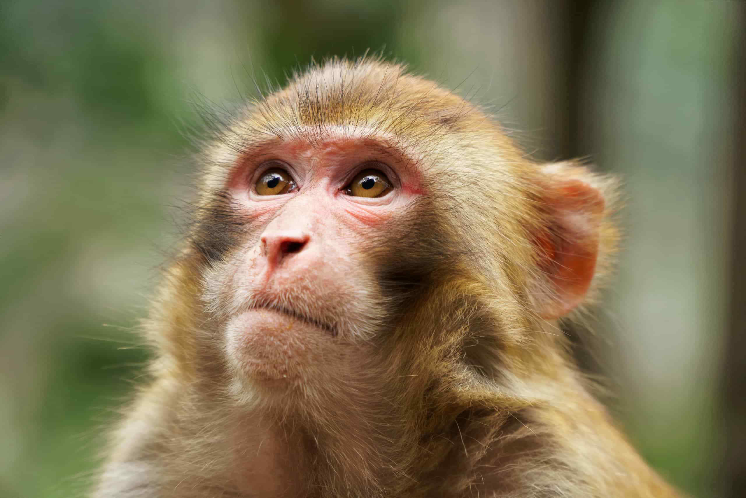 Are Monkeys Smart? Everything We Know About the Monkey Brain and IQ Are Monkeys Smart? Everything We Know About the Monkey Brain and IQ