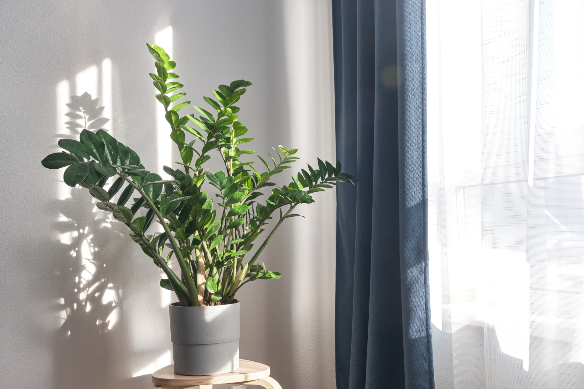 Shade-loving plants that don’t need much light