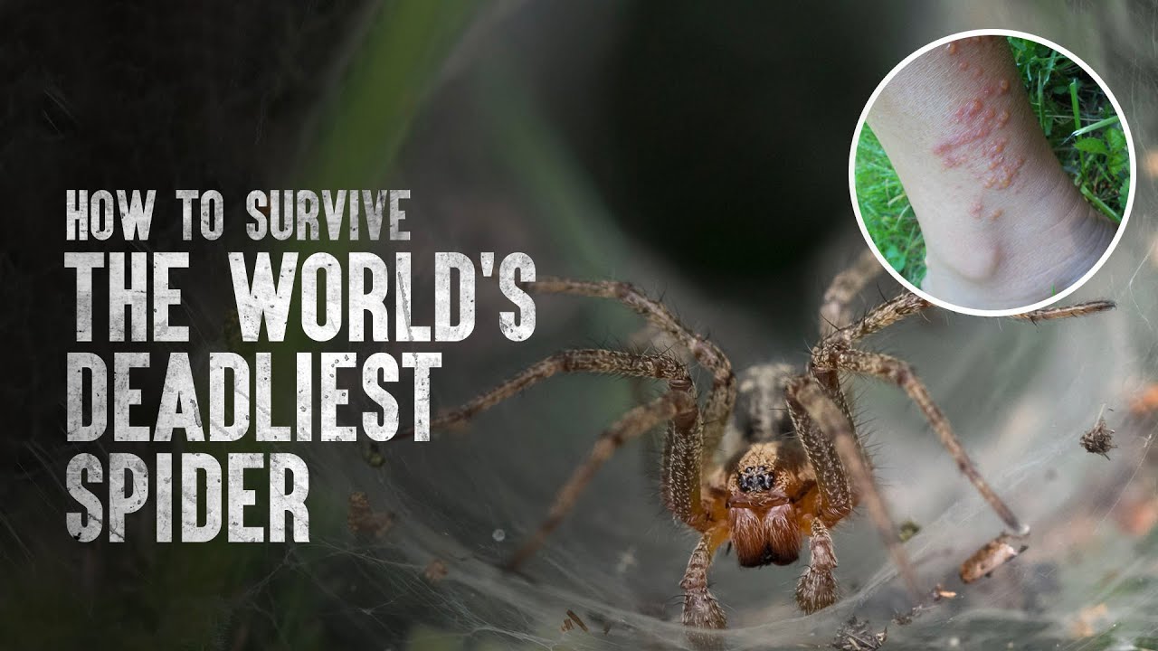 The Spider That Can Kill You in Minutes Explained