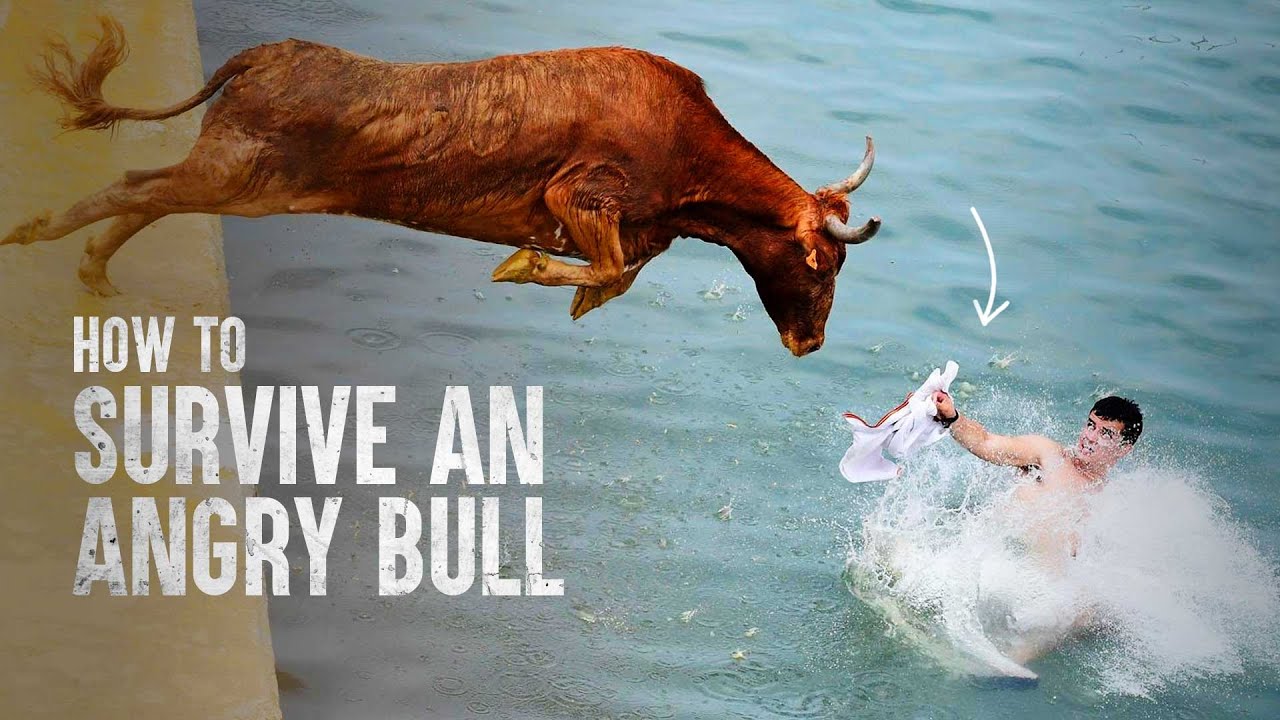 Bull Charging? Learn to Avoid a Fatal Encounter