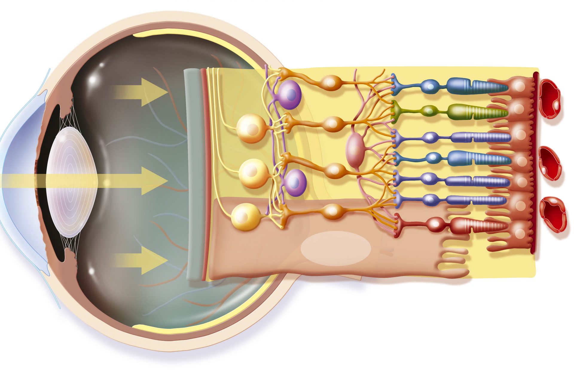 Pingelap, Micronesia: Unveiling the Mysteries of the Colorblind Island
