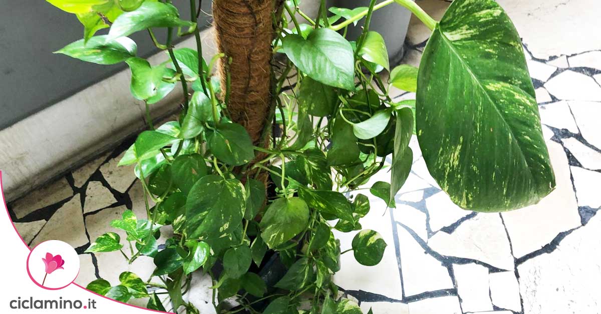 Posso tenere varietà di Pothos differenti nello stesso vaso?