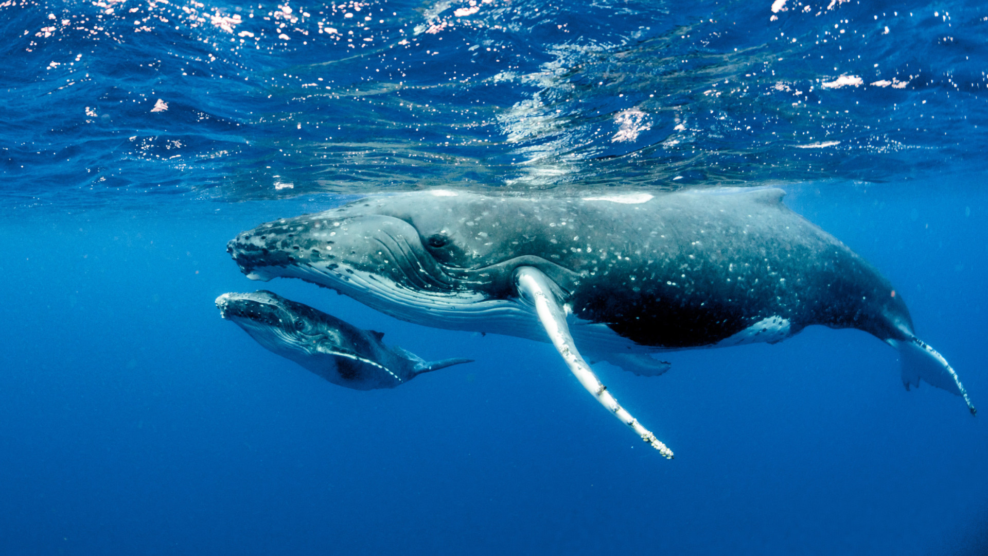 When yachts go down: Why orcas are evil geniuses