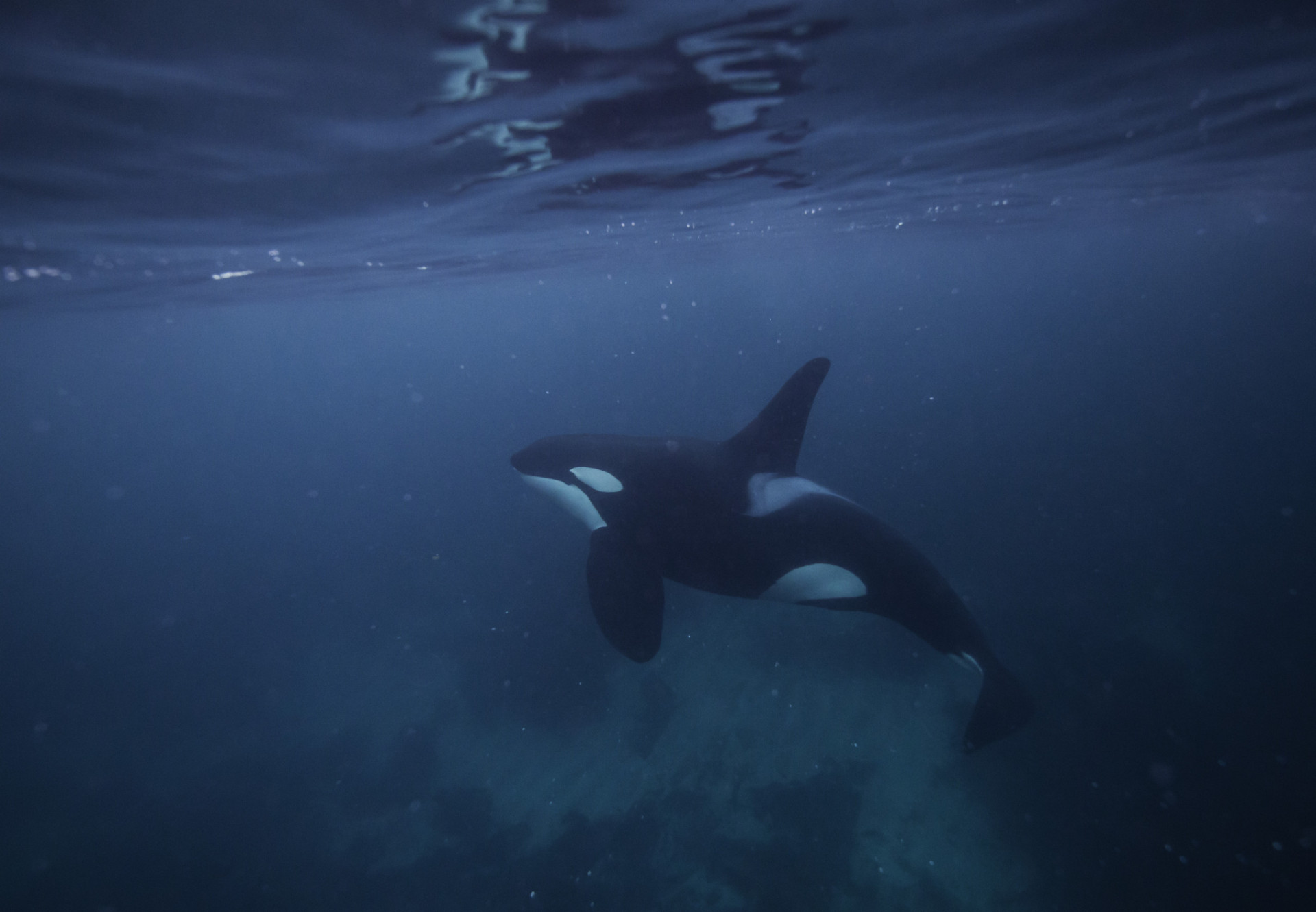 When yachts go down: Why orcas are evil geniuses