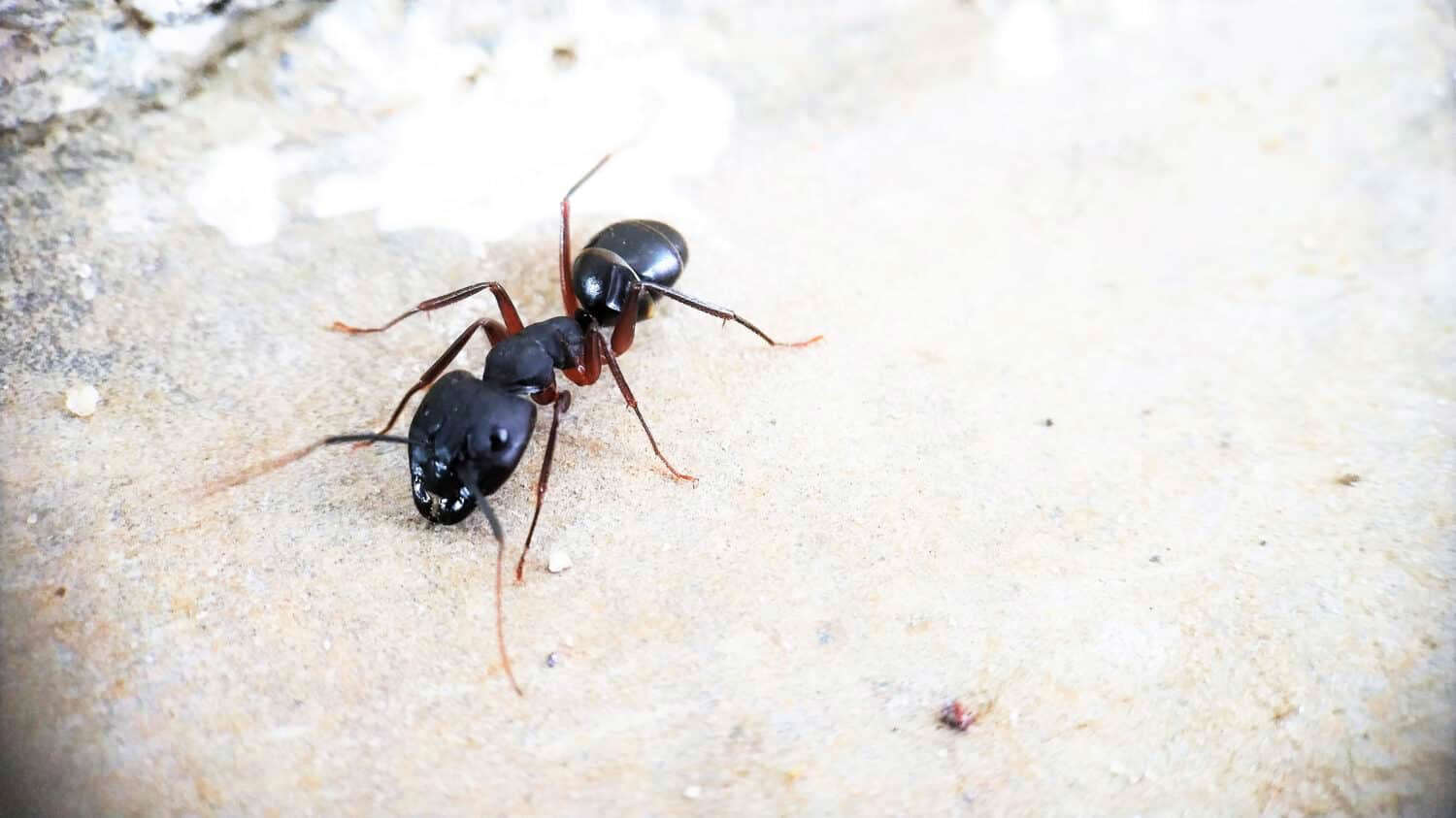 Ways to Get Rid of Carpenter Ants Naturally Ways to Get Rid of Carpenter Ants Naturally