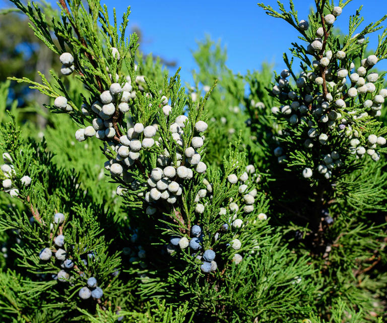 Best dwarf evergreens for small spaces – 5 compact shrubs for year ...