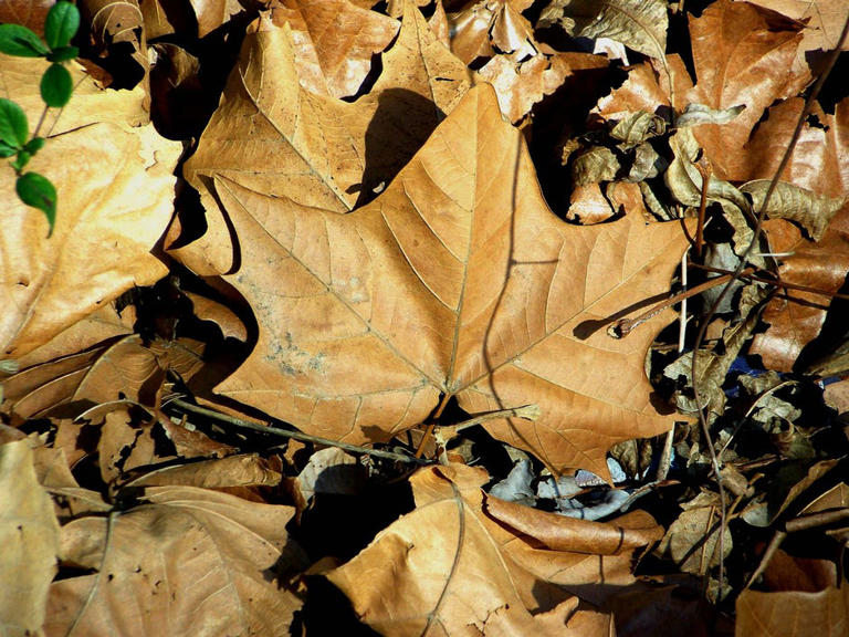 10 Foods and Household Items to Keep Out of Your Compost Pile