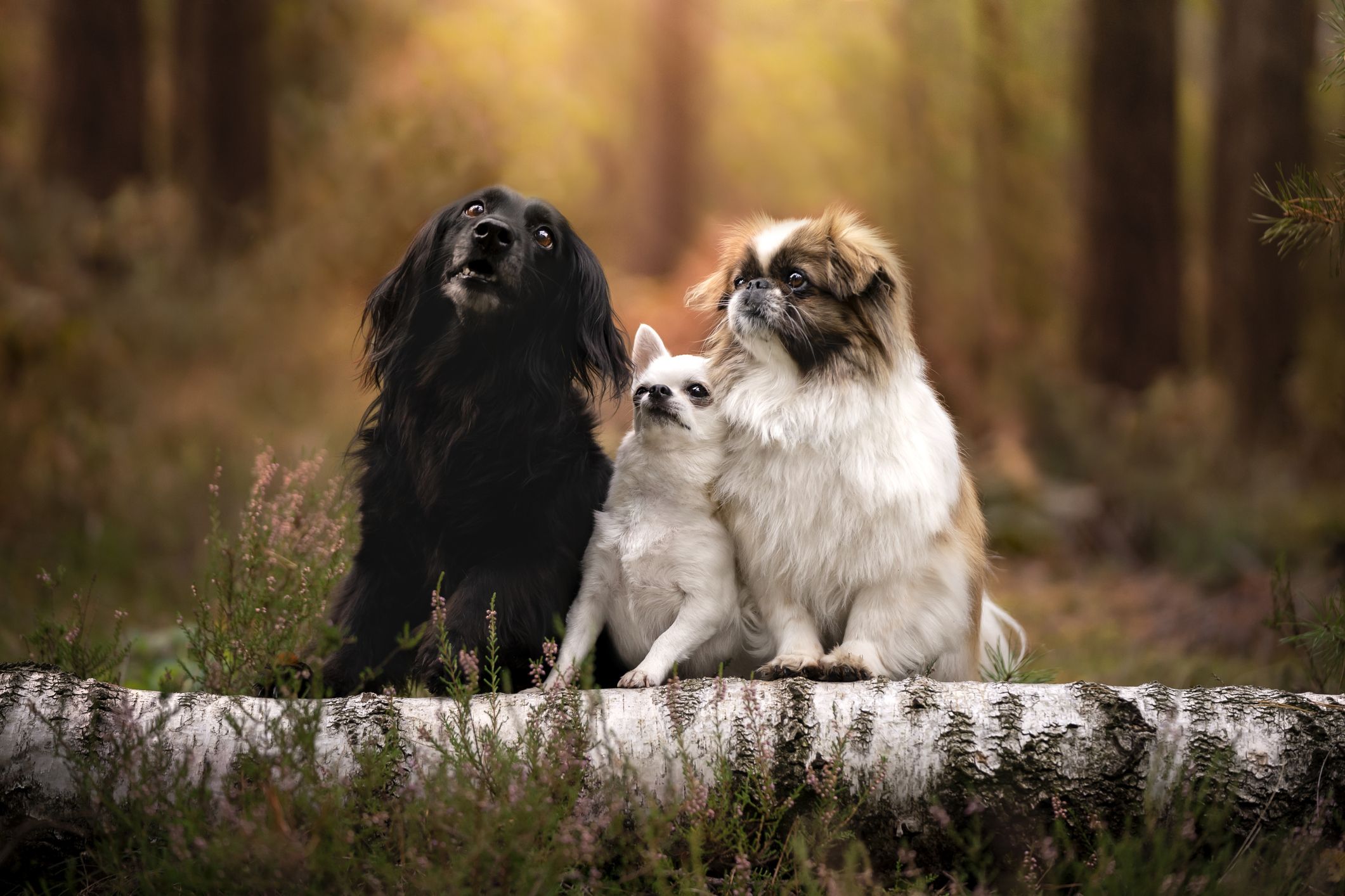 These Adorable Small Dog Breeds Are the Perfect Size for Your Family