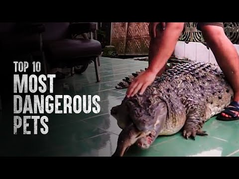 What you need to know to stay safe around the most dangerous pets