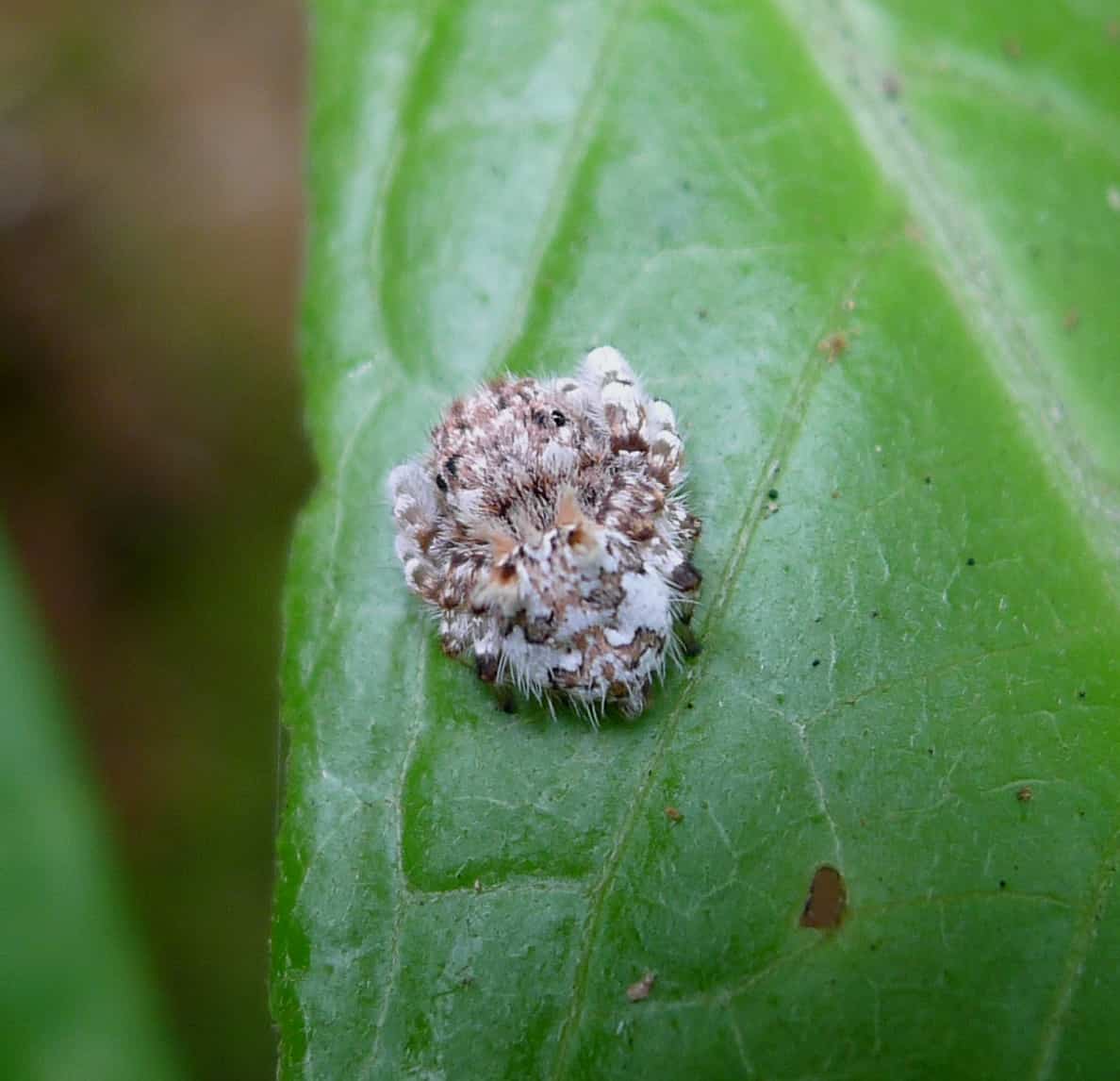 Meet the Animals That Disguise Themselves as Bird Poop
