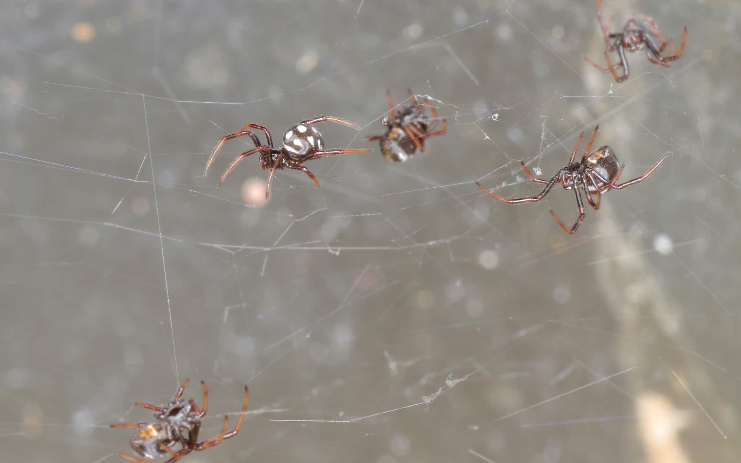 The Most Spider-Infested States in America