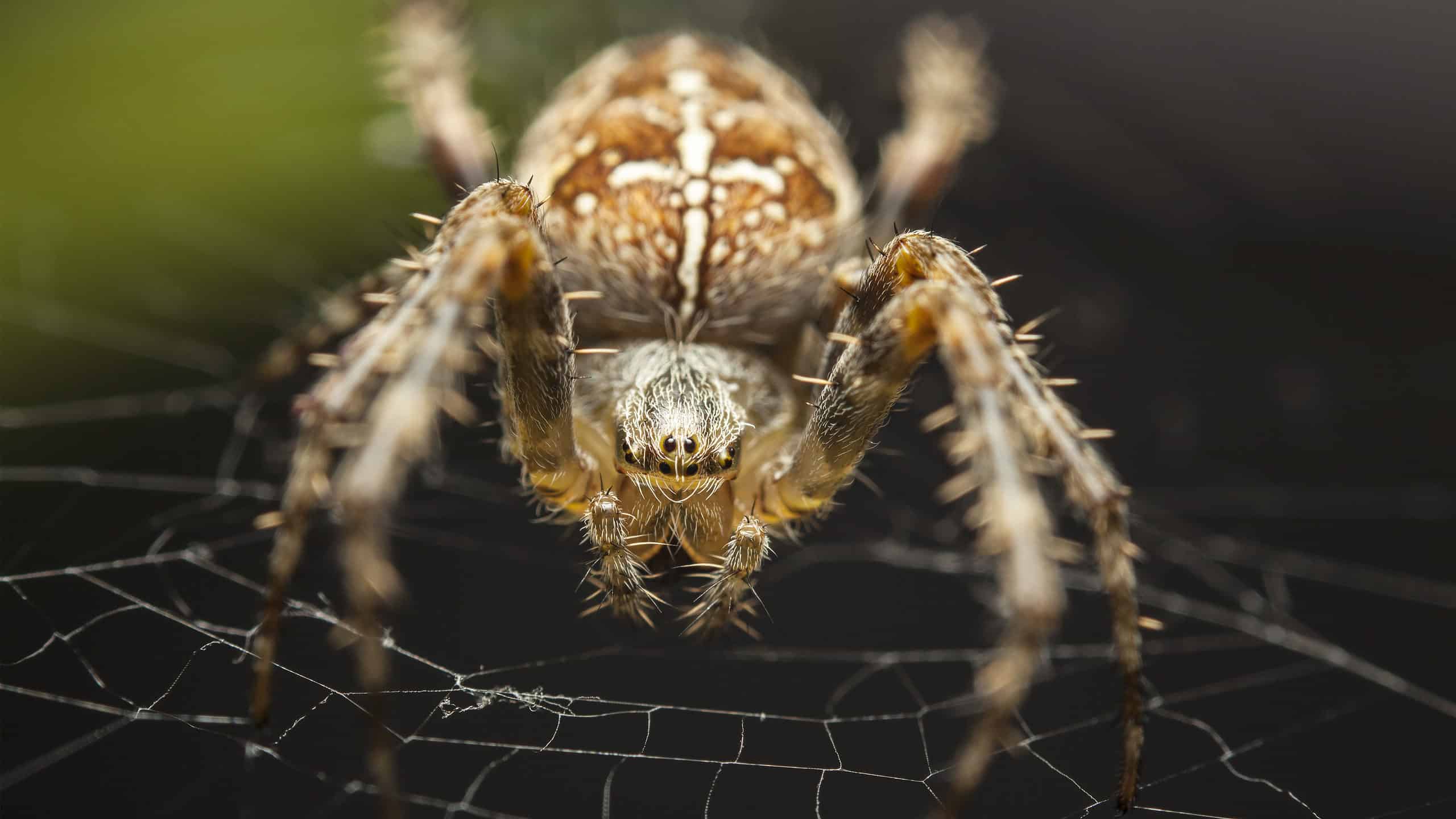 Why this common garden spider has spikes on its body
