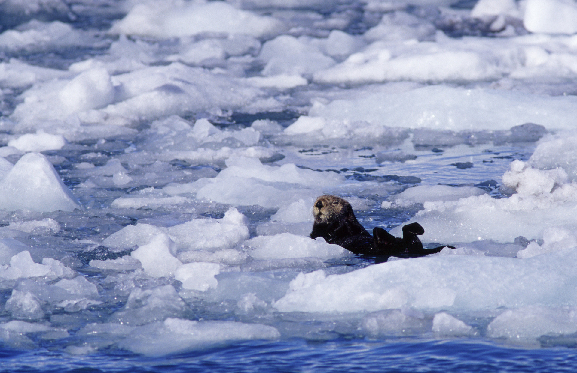 How to Turn an Old Smartphone into a Home Security Camera