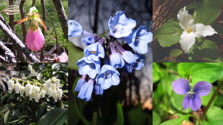 James River Association offers free native plants, rain barrel ...