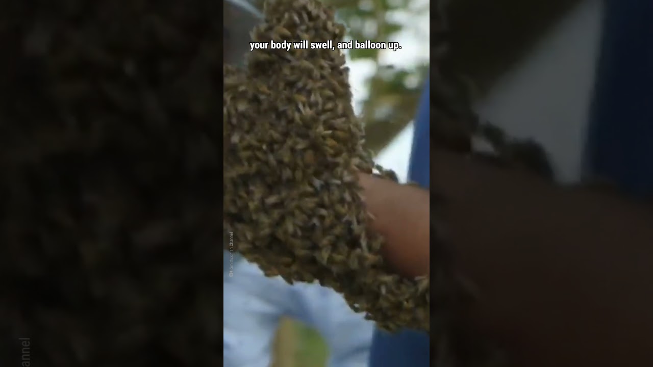 Suppose you were stung by a swarm of murder hornets at once?