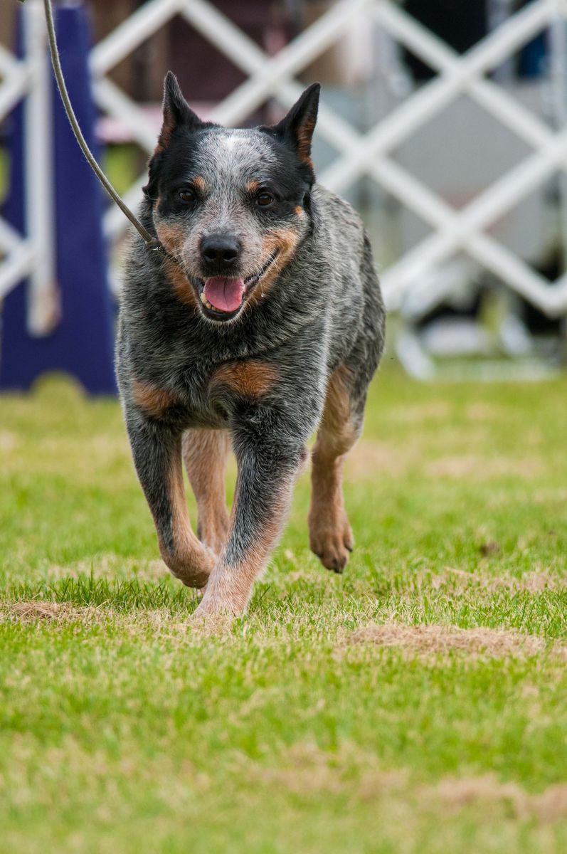 Looking for a New Best Friend? Try These Medium-Sized Dog Breeds