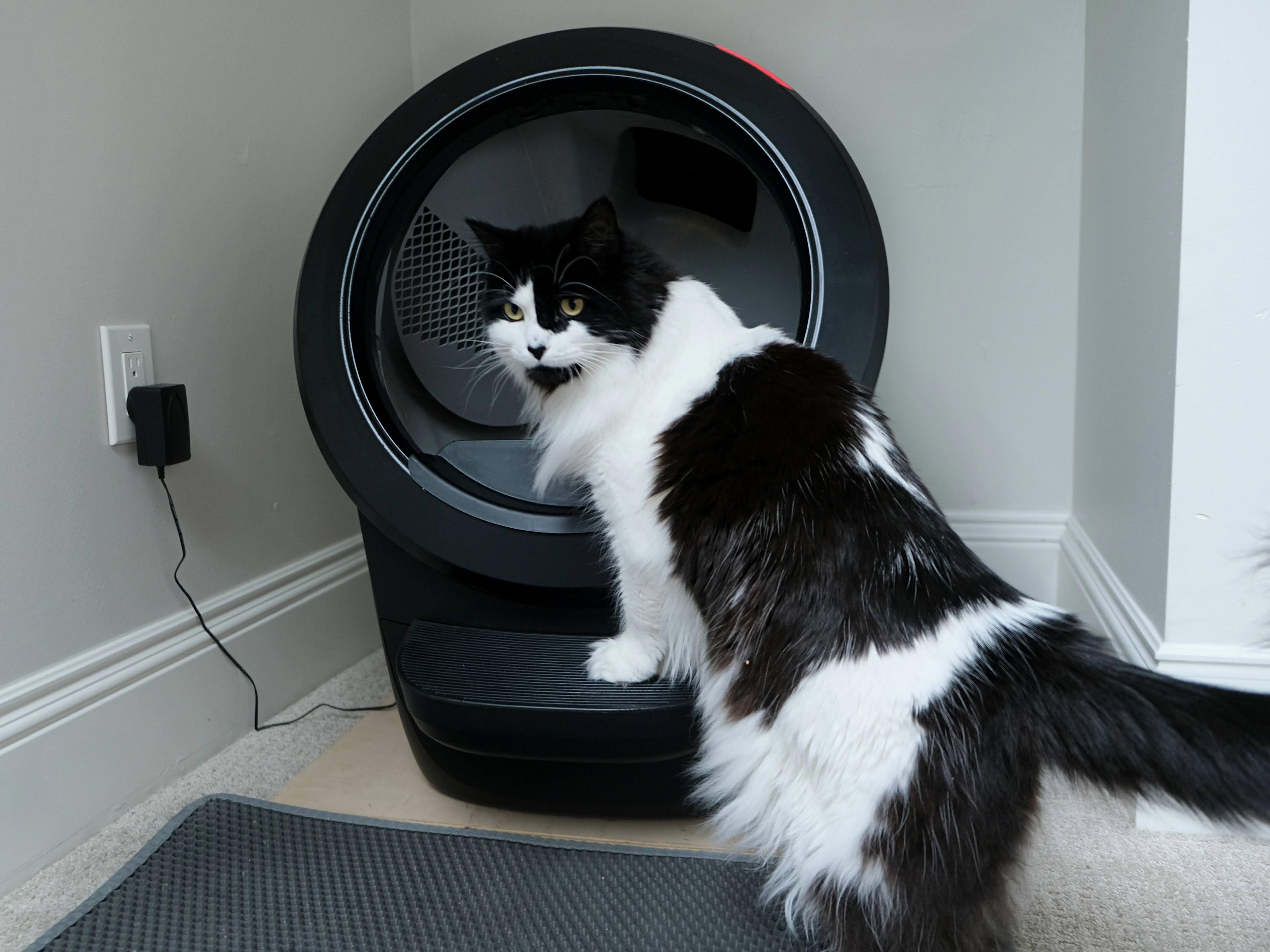 The 3 best automatic litter boxes of 2024, tested and reviewed