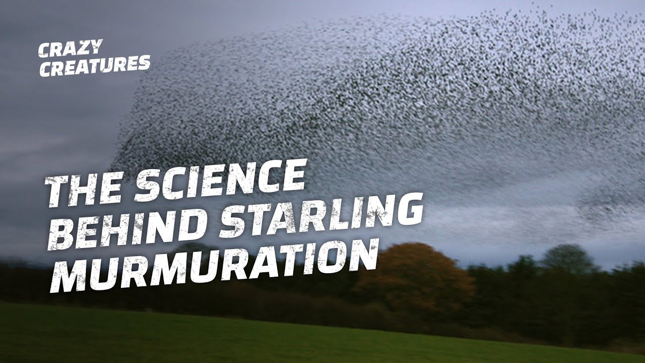 The Science Behind Those Mesmerizing Starling Murmurations