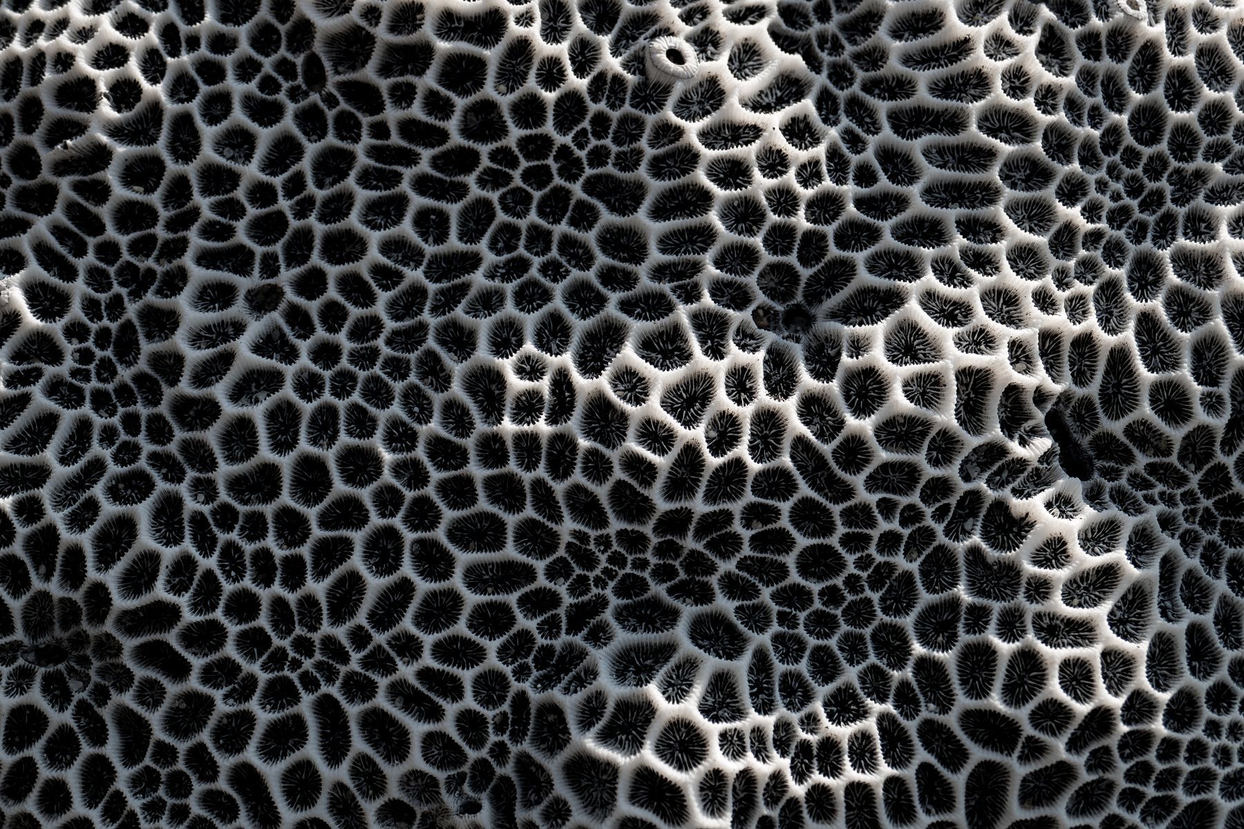 20 images qui vont déclencher votre trypophobie