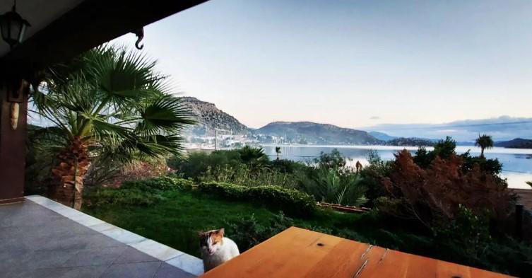 Ünlü oyuncu İznik'te arsa aldı... İlk zeytin hasadını yaptı!