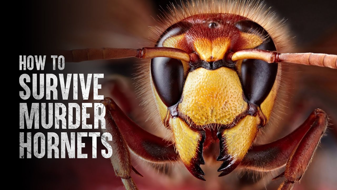 What Science Says About Surviving a Murder Hornet Attack