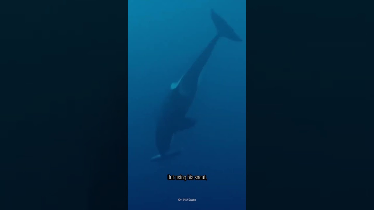 The Most Brutal Killer Whale Attacks Ever Recorded