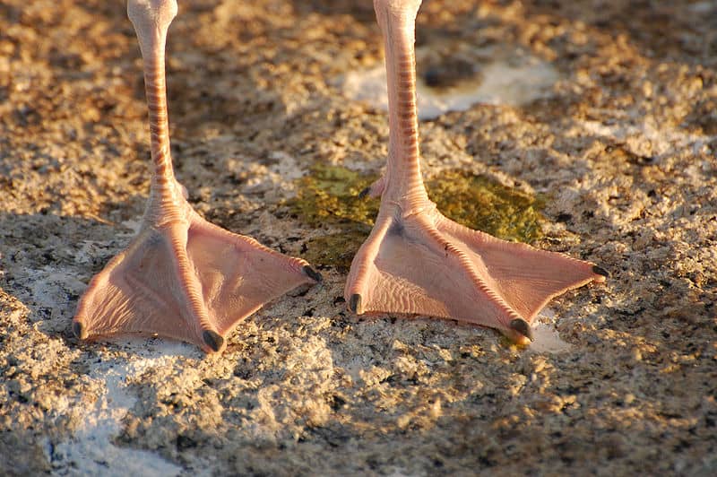 38 Animals With Webbed Feet