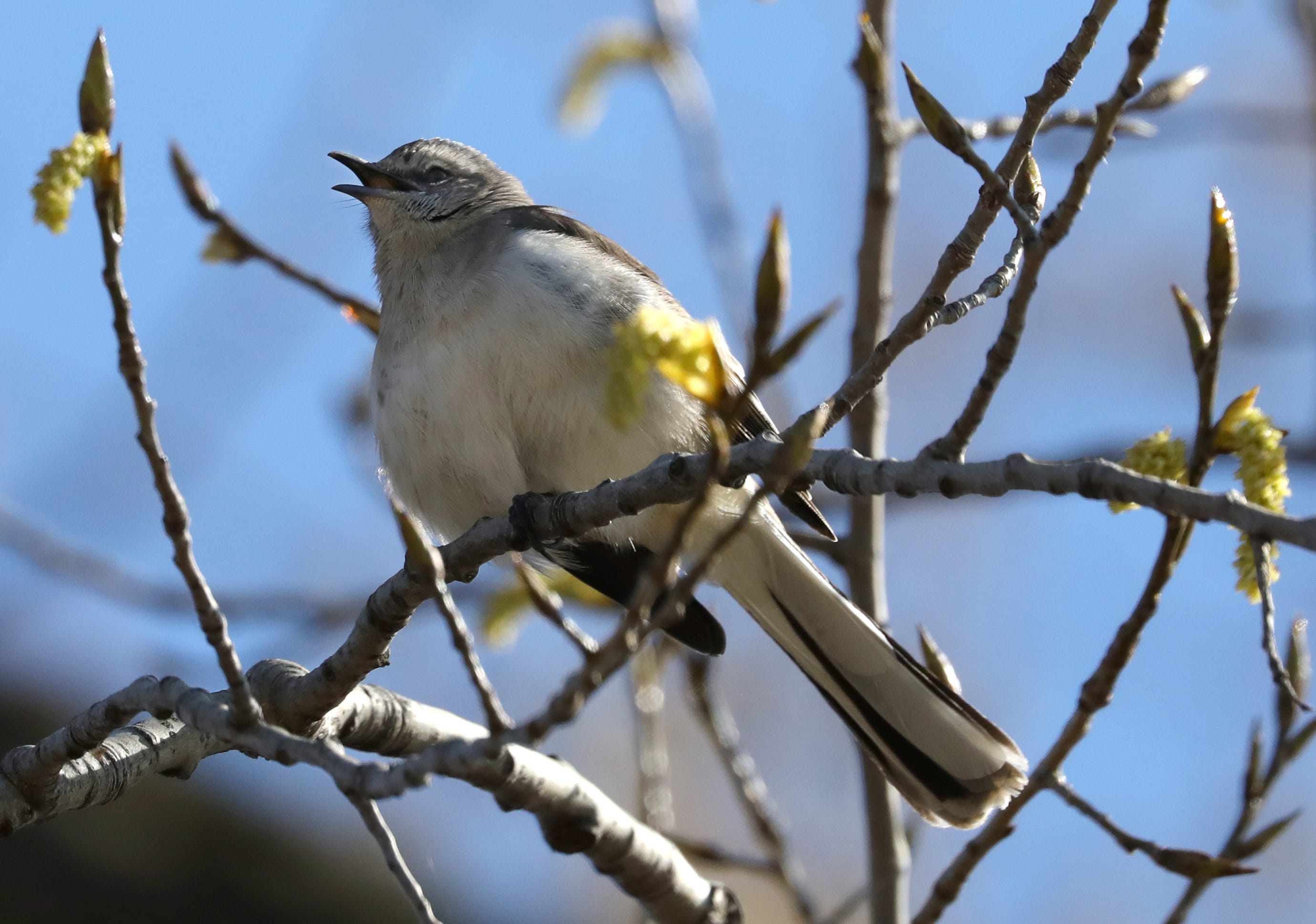 The mockingbird needs to tell the fish it's springtime in Florida ...
