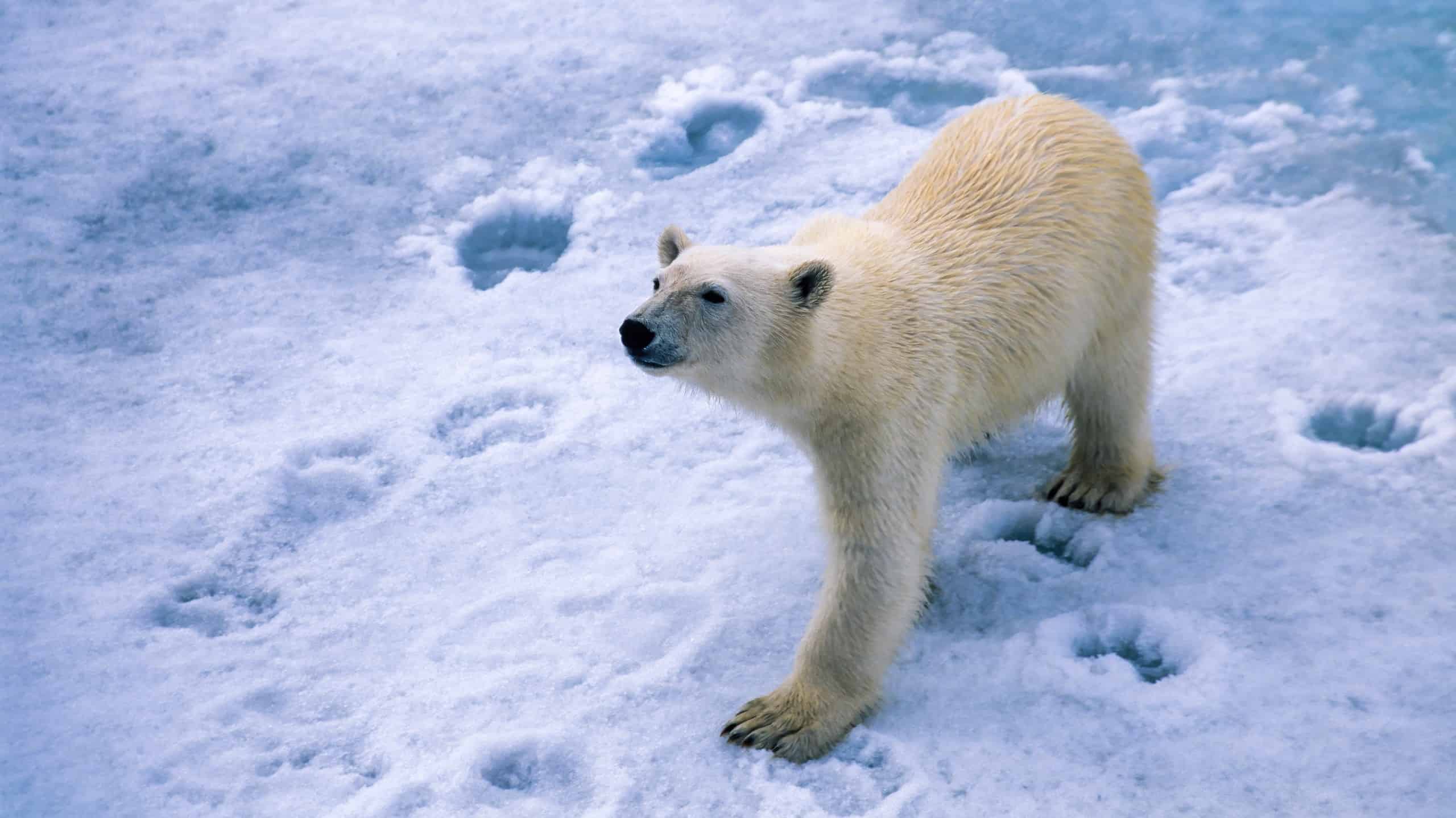 1,700-pound bears use tiny foot bumps to walk on ice